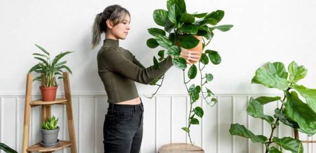 PLANTAS QUE NÃO GOSTAM DE SOL: Veja 5 PLANTAS que não precisam de SOL e ... PLANTAS QUE NÃO GOSTAM DE SOL: Veja 5 PLANTAS que não precisam de SOL e ...