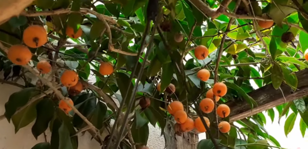 Como cultivar ora-pro-nóbis em casa? Aprenda o passo a passo Como cultivar ora-pro-nóbis em casa? Aprenda o passo a passo